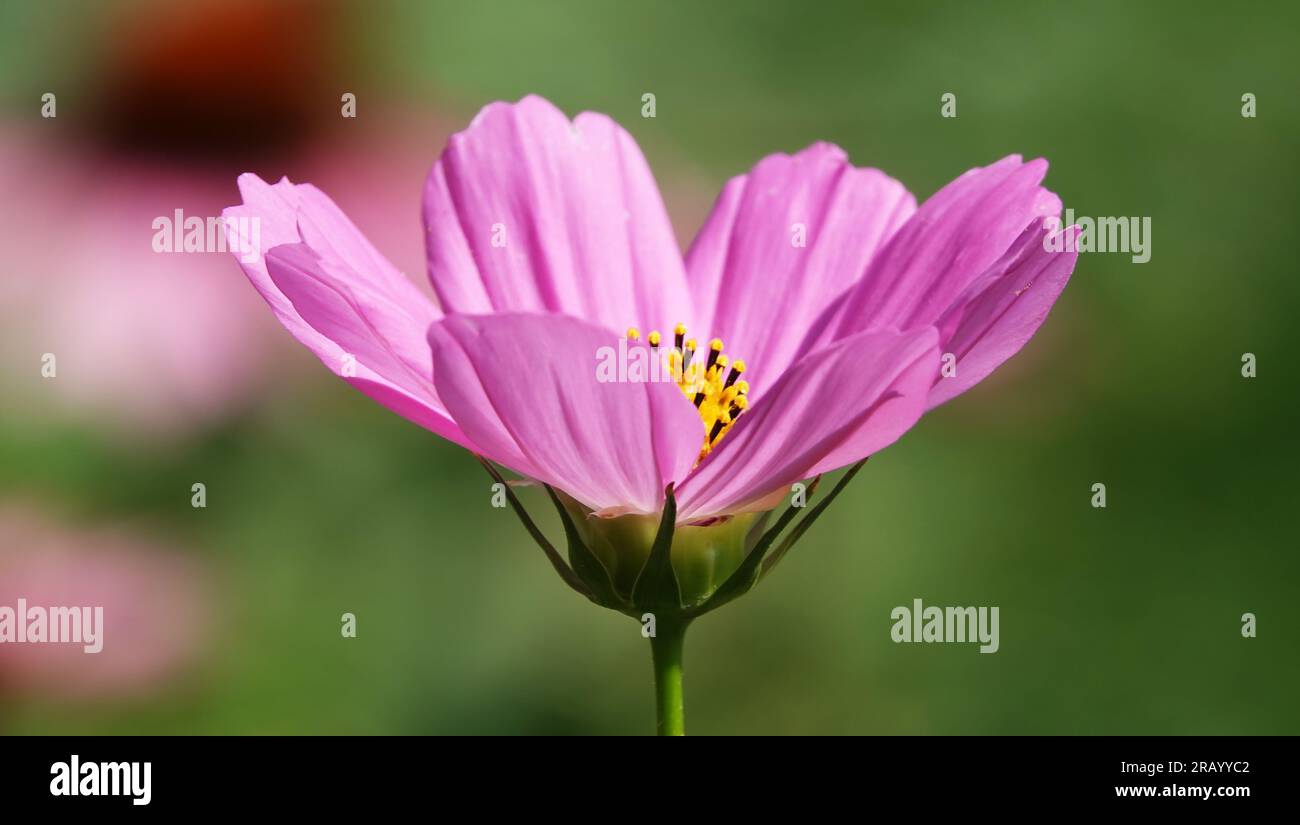 Cosmea flower double-pinnate is an annual flowering plant, the ...