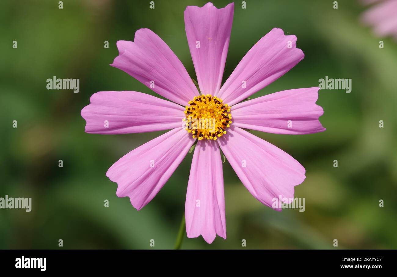 Cosmea flower double-pinnate is an annual flowering plant, the ...