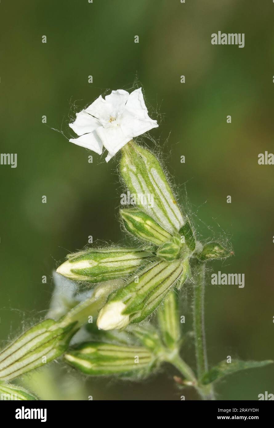 Carnation family hi-res stock photography and images - Alamy