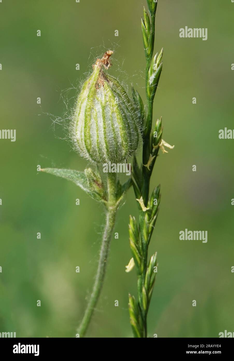 Sandman White flowers of the plant is a herbaceous plant, a herbaceous ...