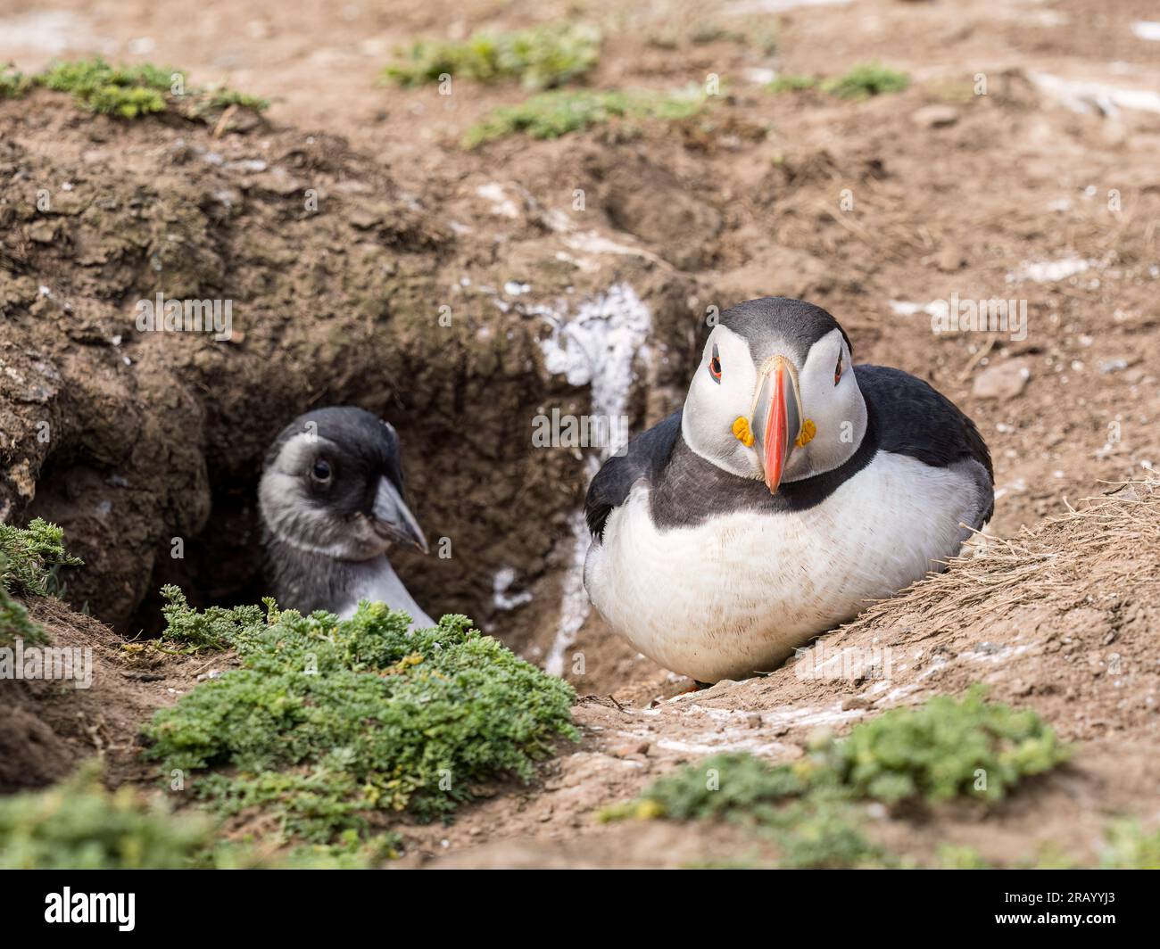 Atlantic puffin fledgling or 'puffling', Skomer Island, west Wales ...