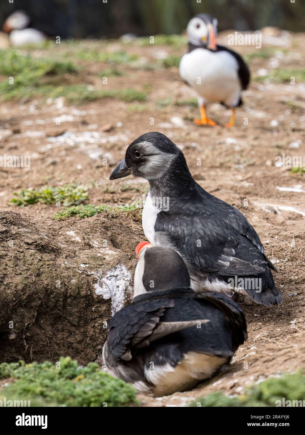 Atlantic puffin fledgling or 'puffling', Skomer Island, west Wales ...