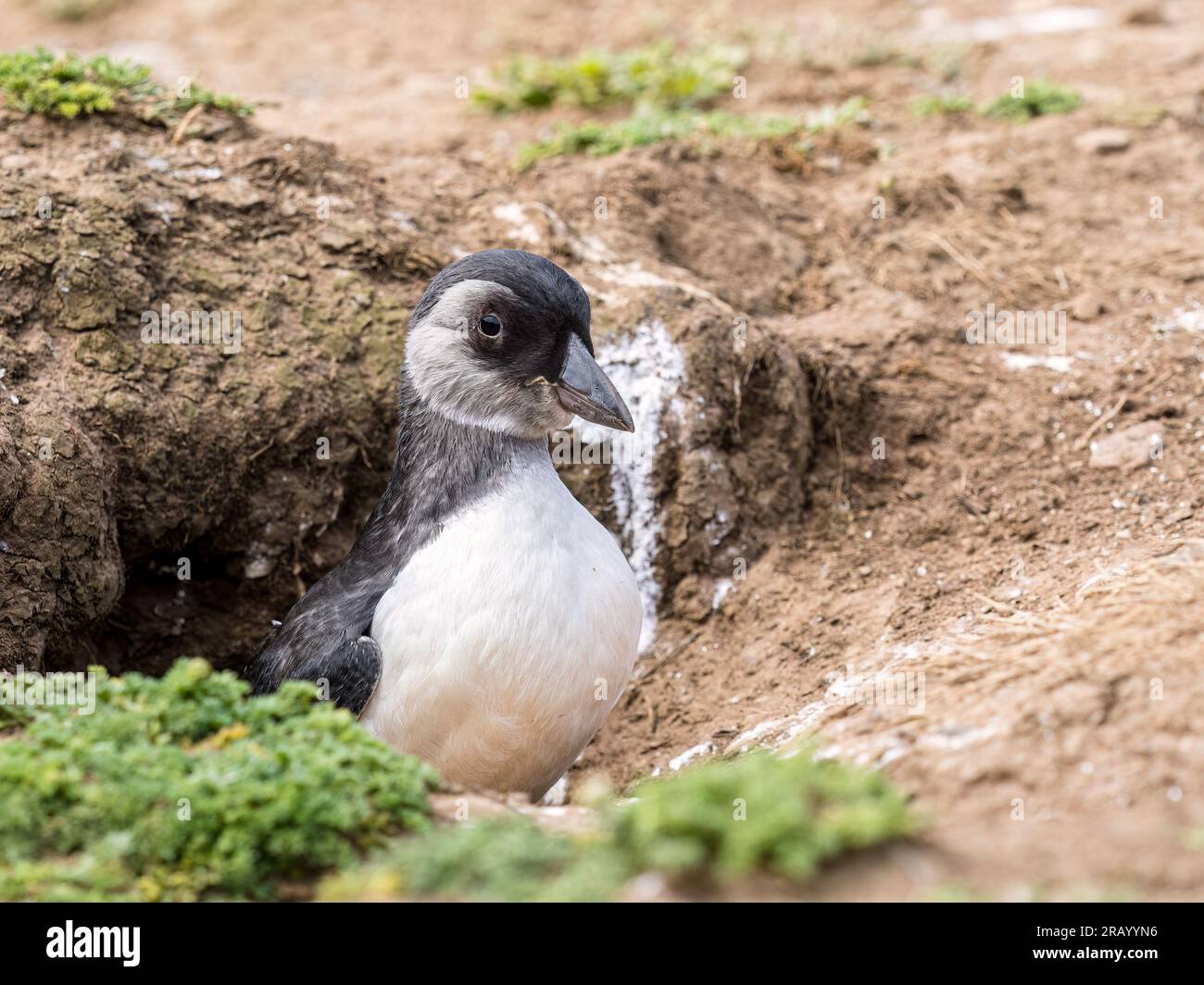 Atlantic puffin fledgling or 'puffling', Skomer Island, west Wales ...