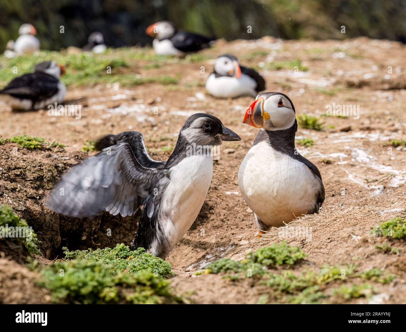 Atlantic puffin fledgling or 'puffling', Skomer Island, west Wales ...