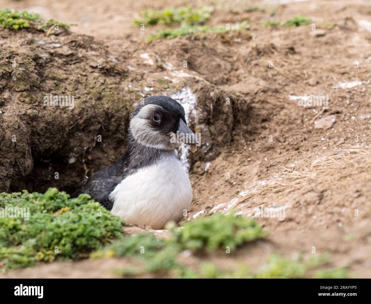 Atlantic puffin fledgling or 'puffling', Skomer Island, west Wales ...