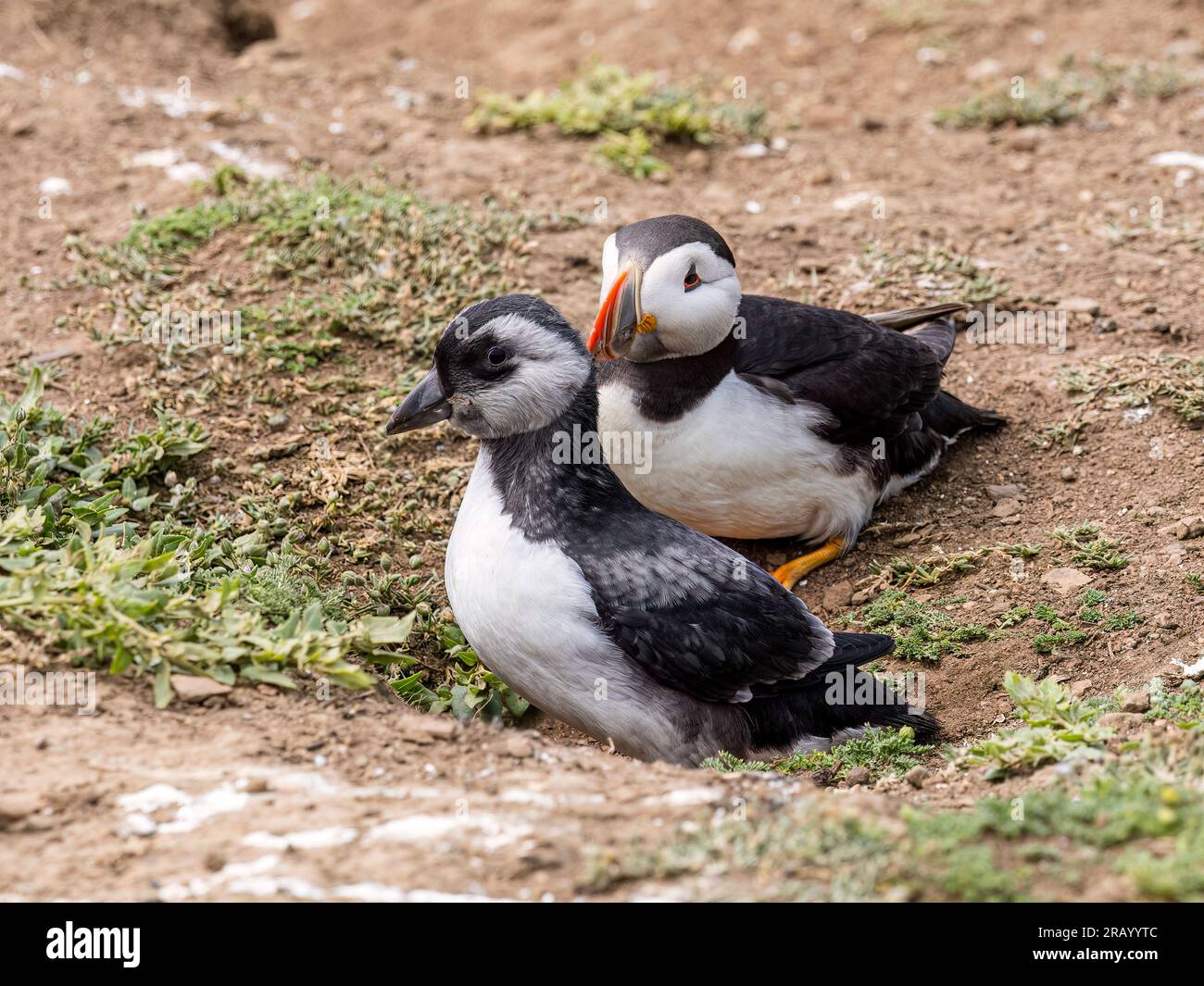 Atlantic puffin fledgling or 'puffling', Skomer Island, west Wales Stock Photo - Alamy