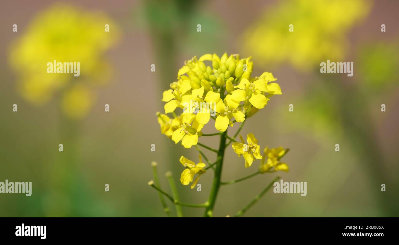 Walker High flowers of the plant is a herbaceous plant of the Cabbage ...