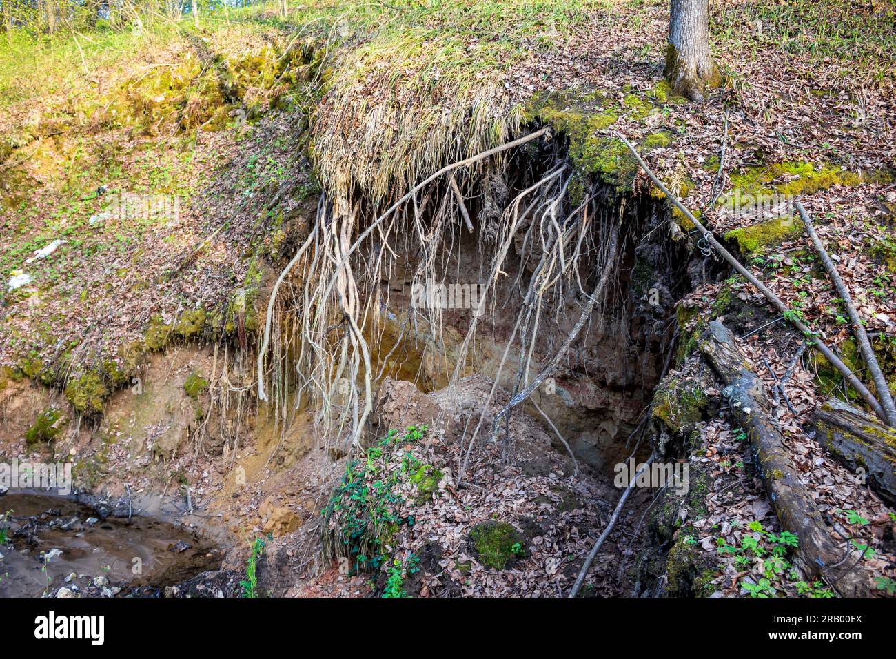 Exposed roots of slope hi-res stock photography and images - Alamy