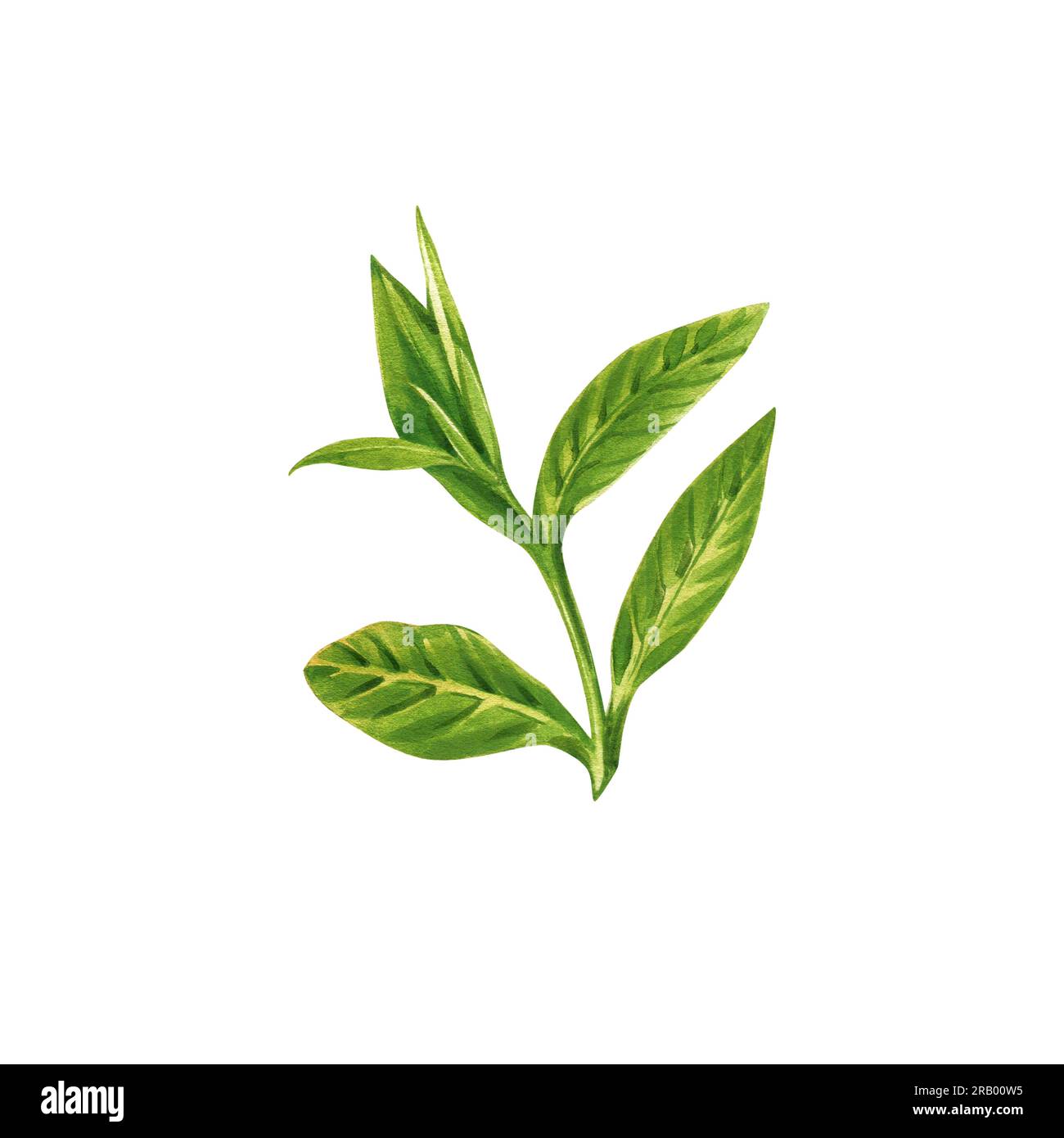 Realistic green tea leaves on branch isolated on white background ...