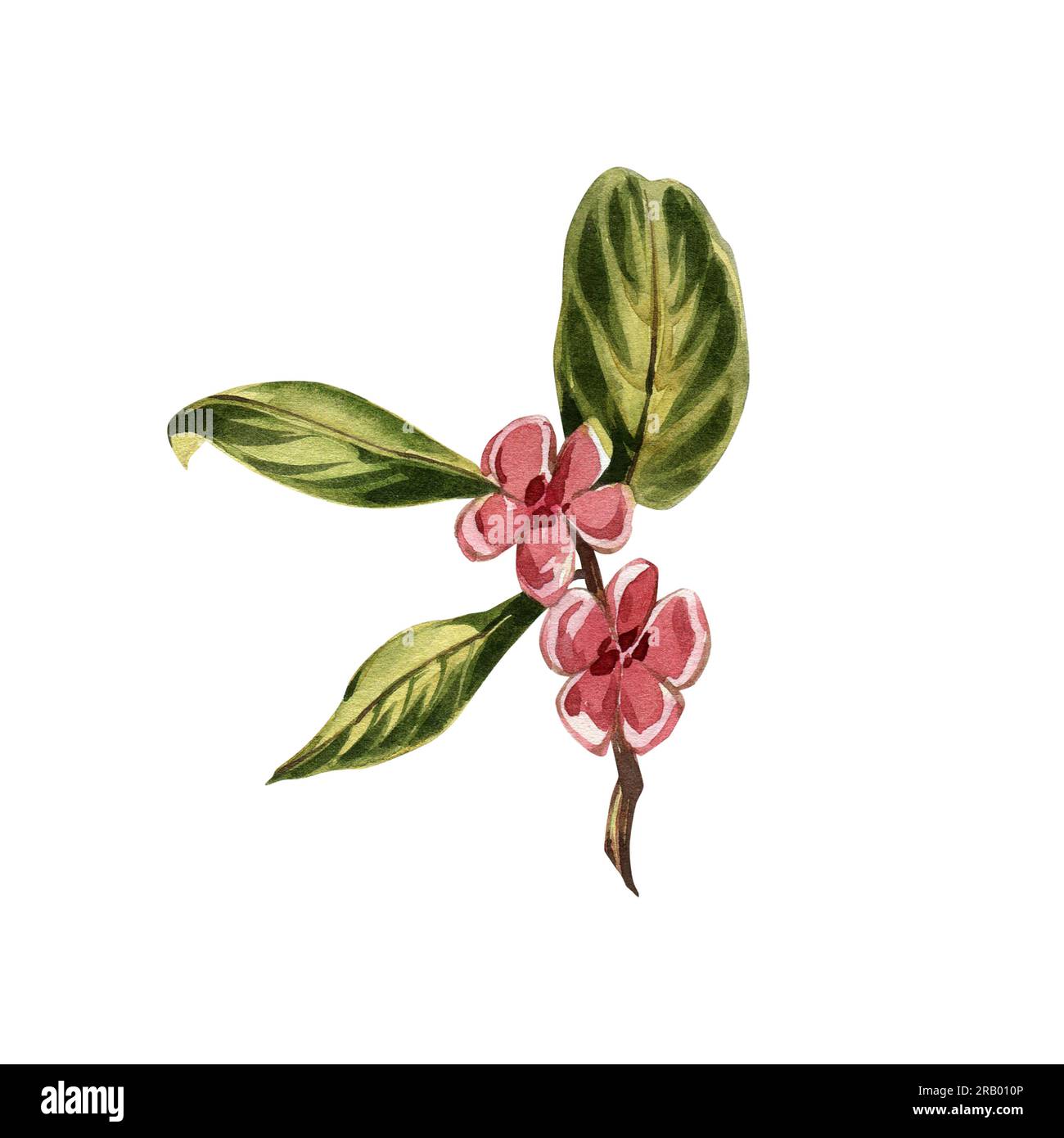 Realistic green tea branch with flowers isolated on white background ...