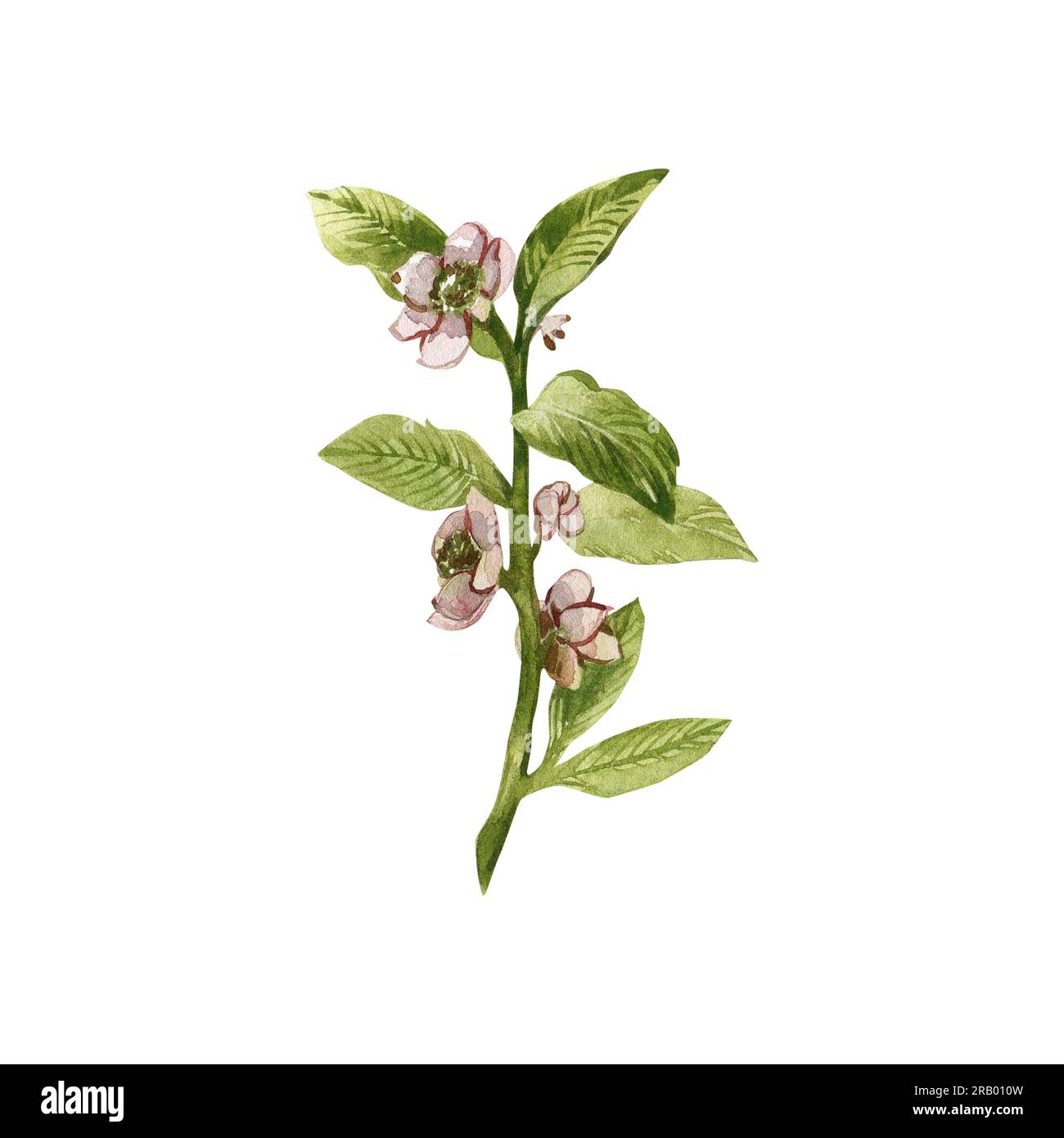 Realistic green tea branch with flowers isolated on white background ...