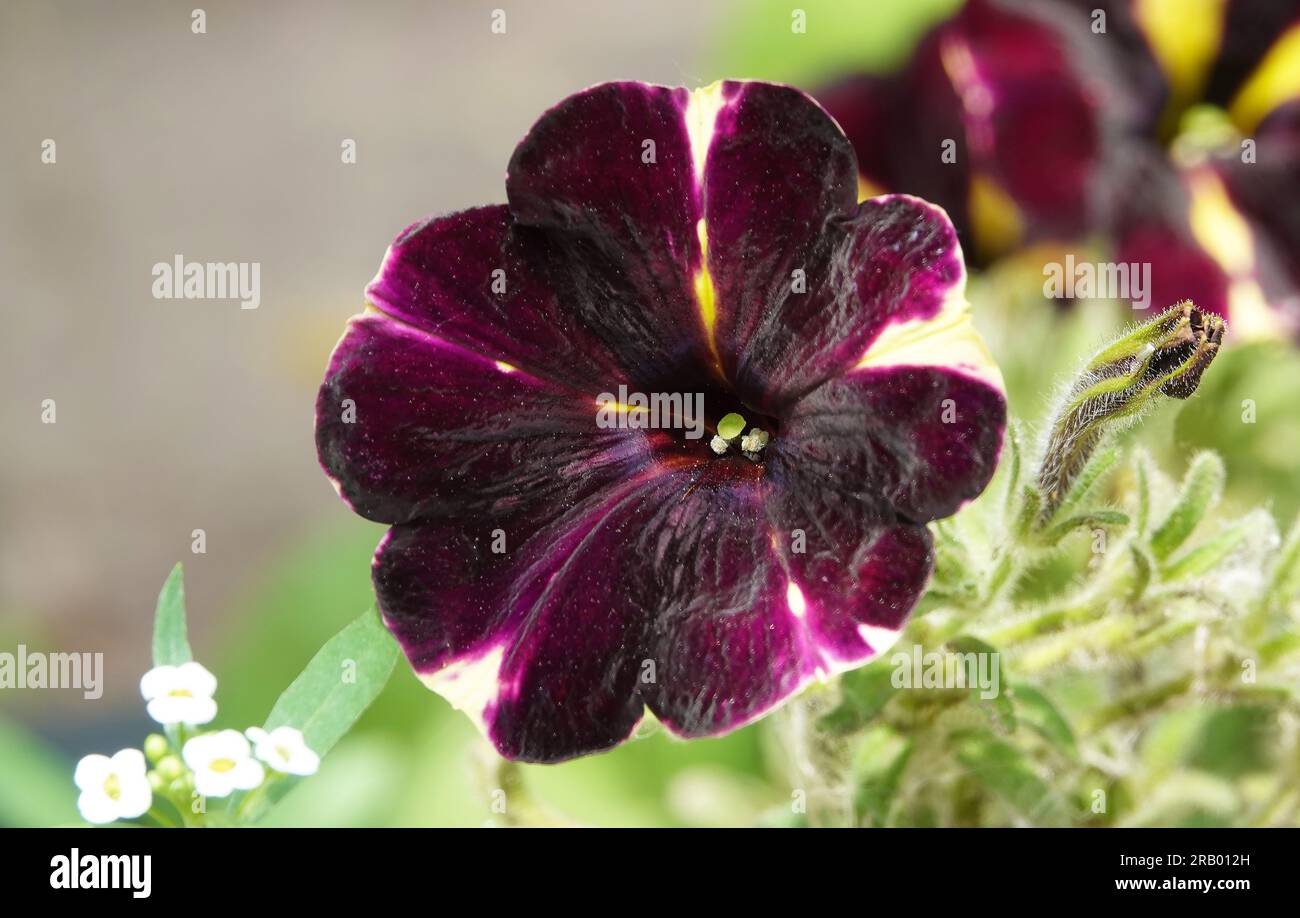 Solanaceae family hi-res stock photography and images - Alamy
