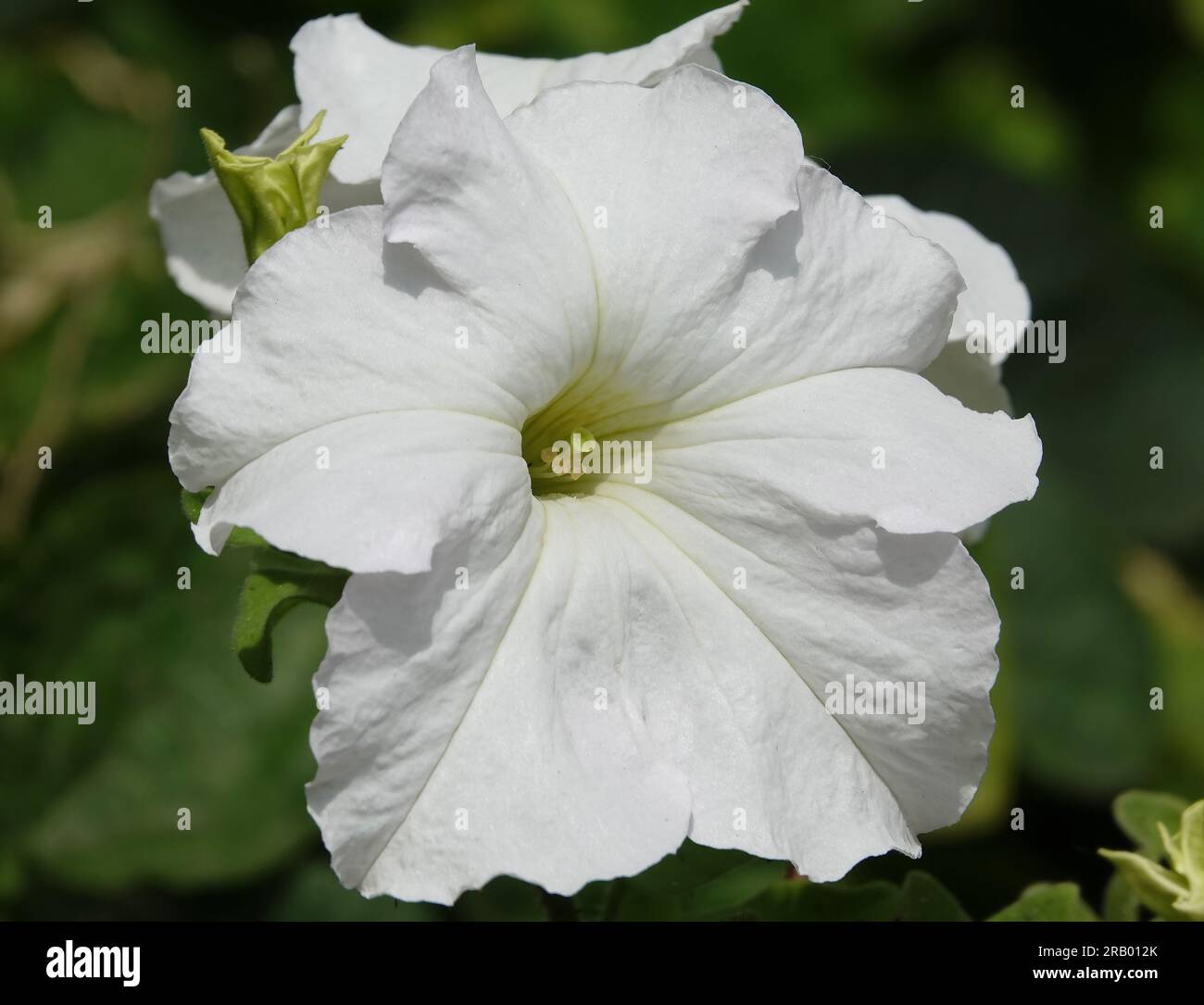 Petunia flower is a herbaceous perennial plant of the Solanaceae family ...