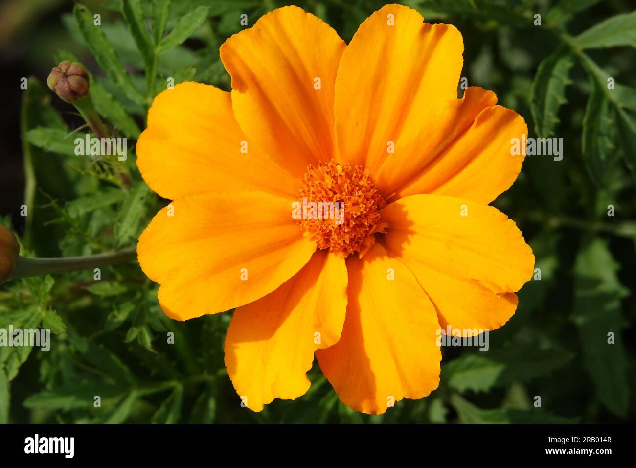 Sulfur-yellow Cosmea flower is an annual flowering plant of the ...