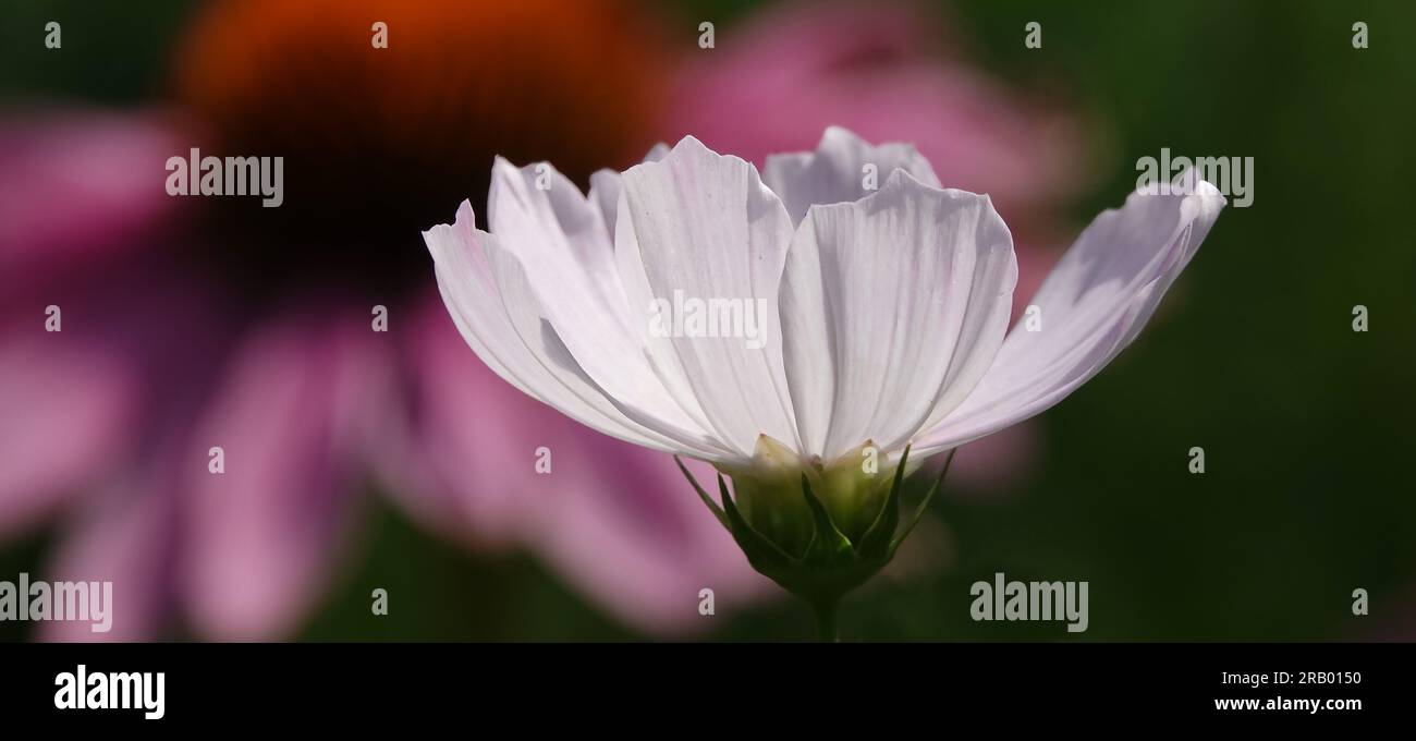 Cosmea flower double-pinnate is an annual flowering plant, the ...