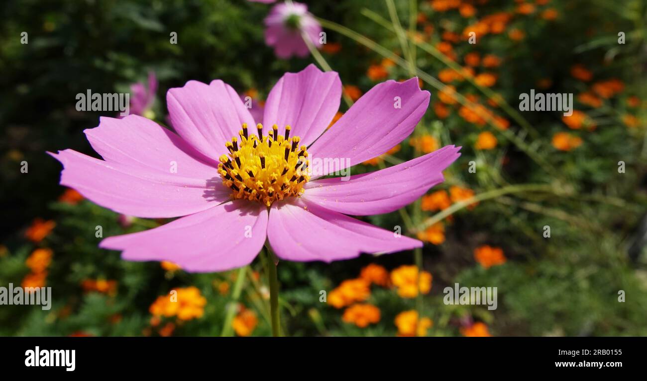 Cosmea flower double-pinnate is an annual flowering plant, the ...