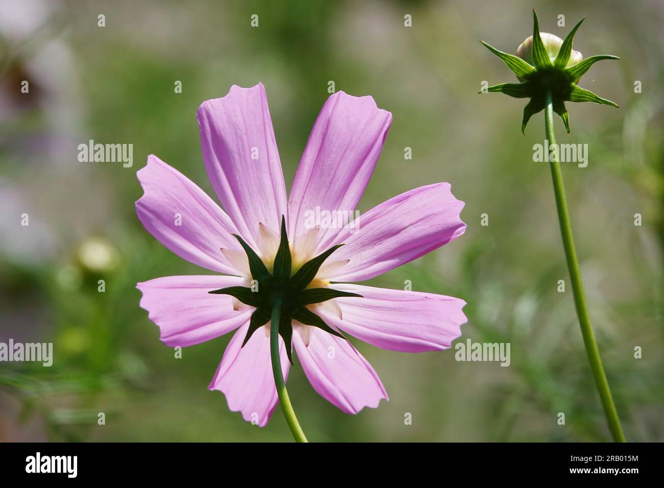 Cosmea flower double-pinnate is an annual flowering plant, the ...