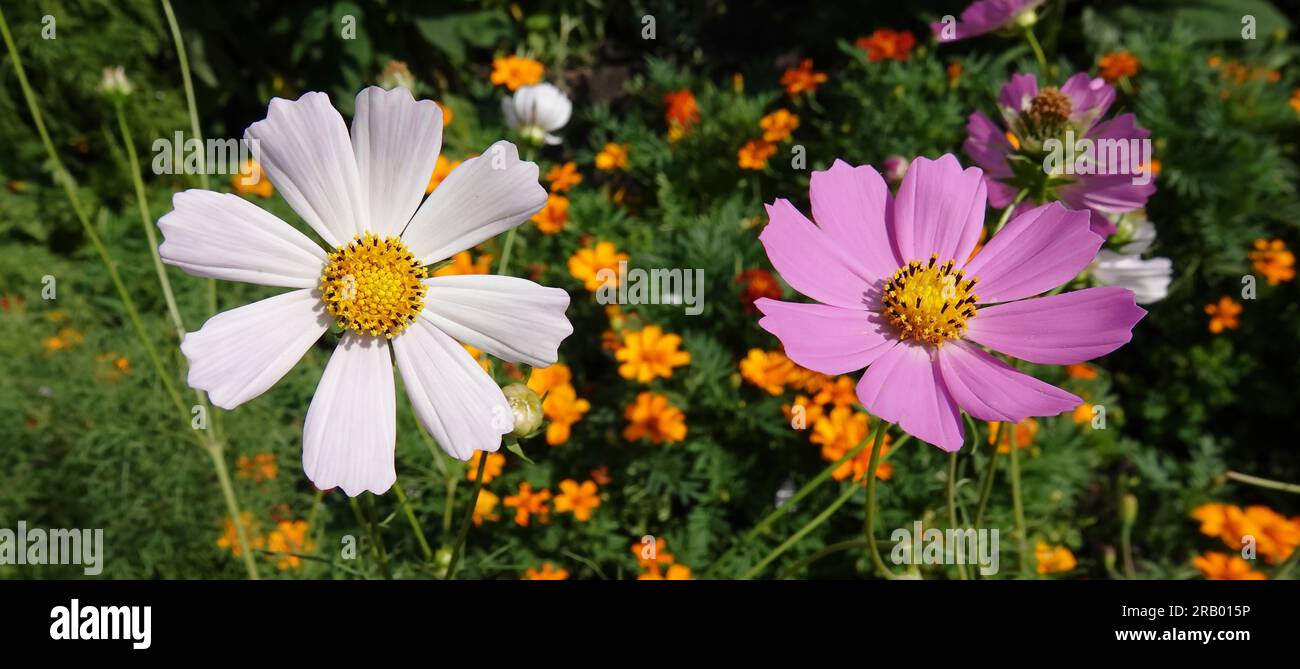 Cosmea flower double-pinnate is an annual flowering plant, the ...