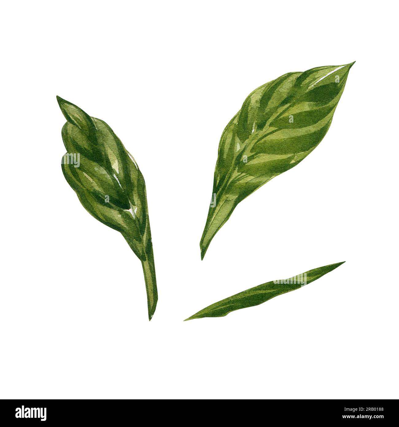 Set fresh realistic green tea leaves isolated on white background ...