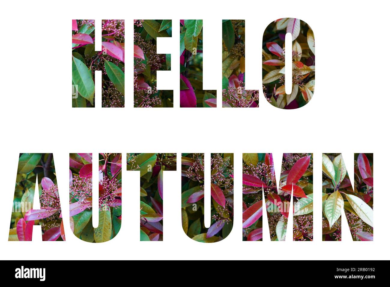 Words Hello Autumn from a colorful leaves pattern. words isolated on ...