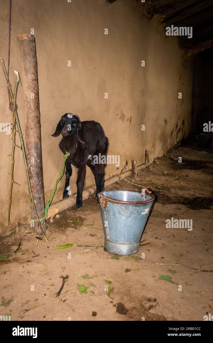 Livestock goats and cattle tied inside a mud house in rural Uttarakhand ...