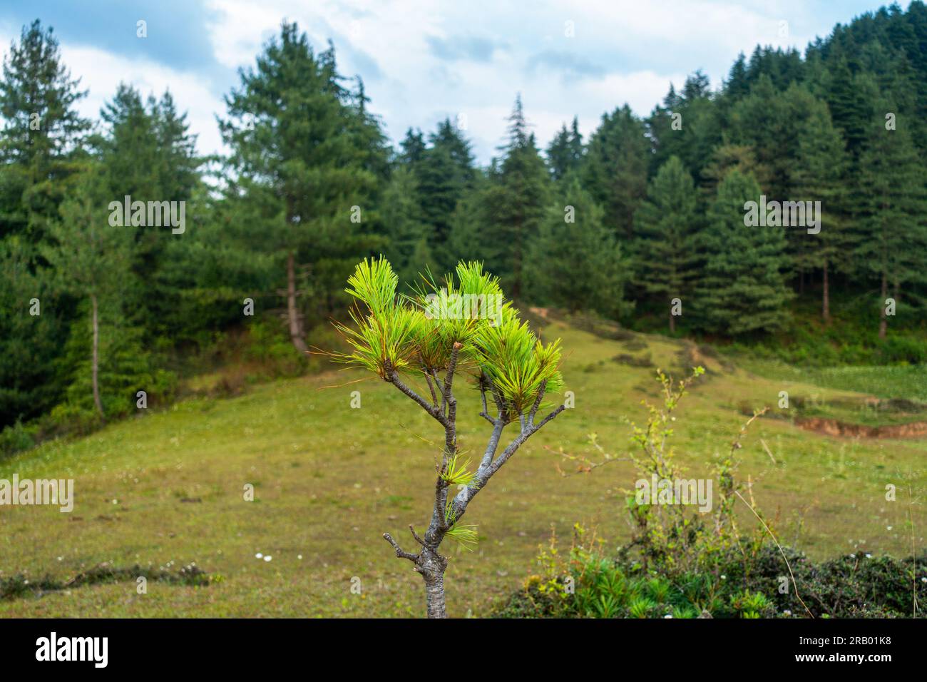 Meadows in the Himalayan region with pine and Deodar cedar tree lines ...