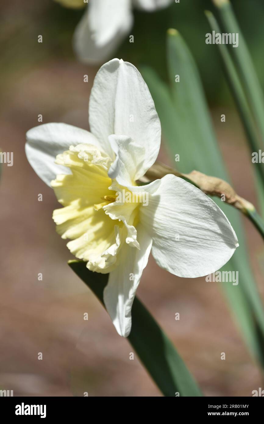 Side profile of a flowering white daffodil blossom in a garden Stock ...