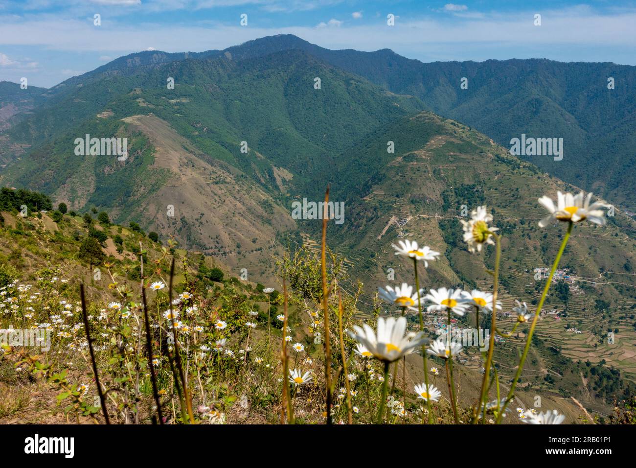 NagTibba hill top view with flowers in the foreground and blue sky ...