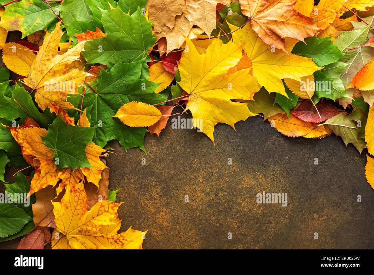 Autumn background with Quercus rubra and maple and cherries leaves, the ...