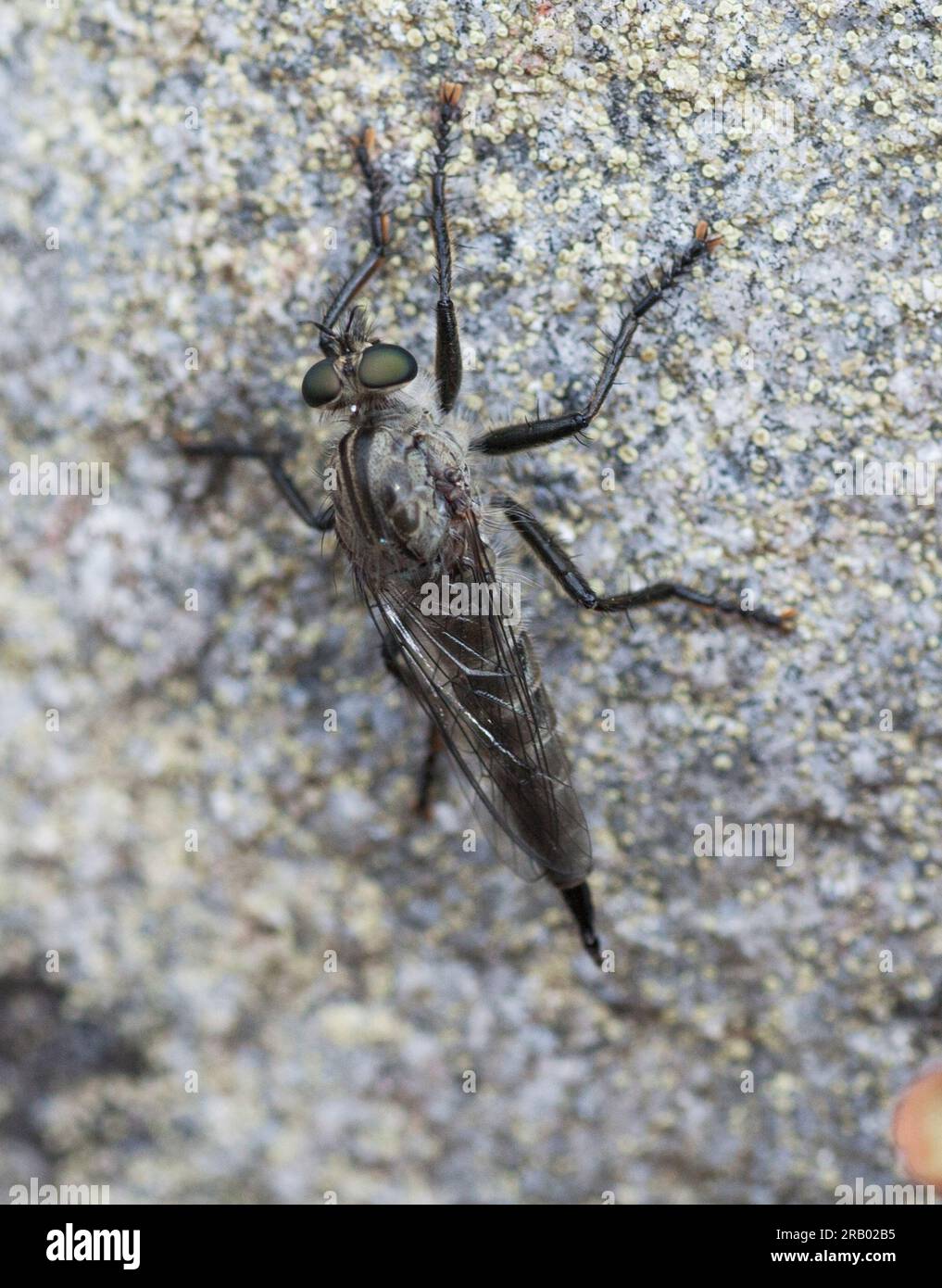ASILIDAE Robber fly Stock Photo - Alamy