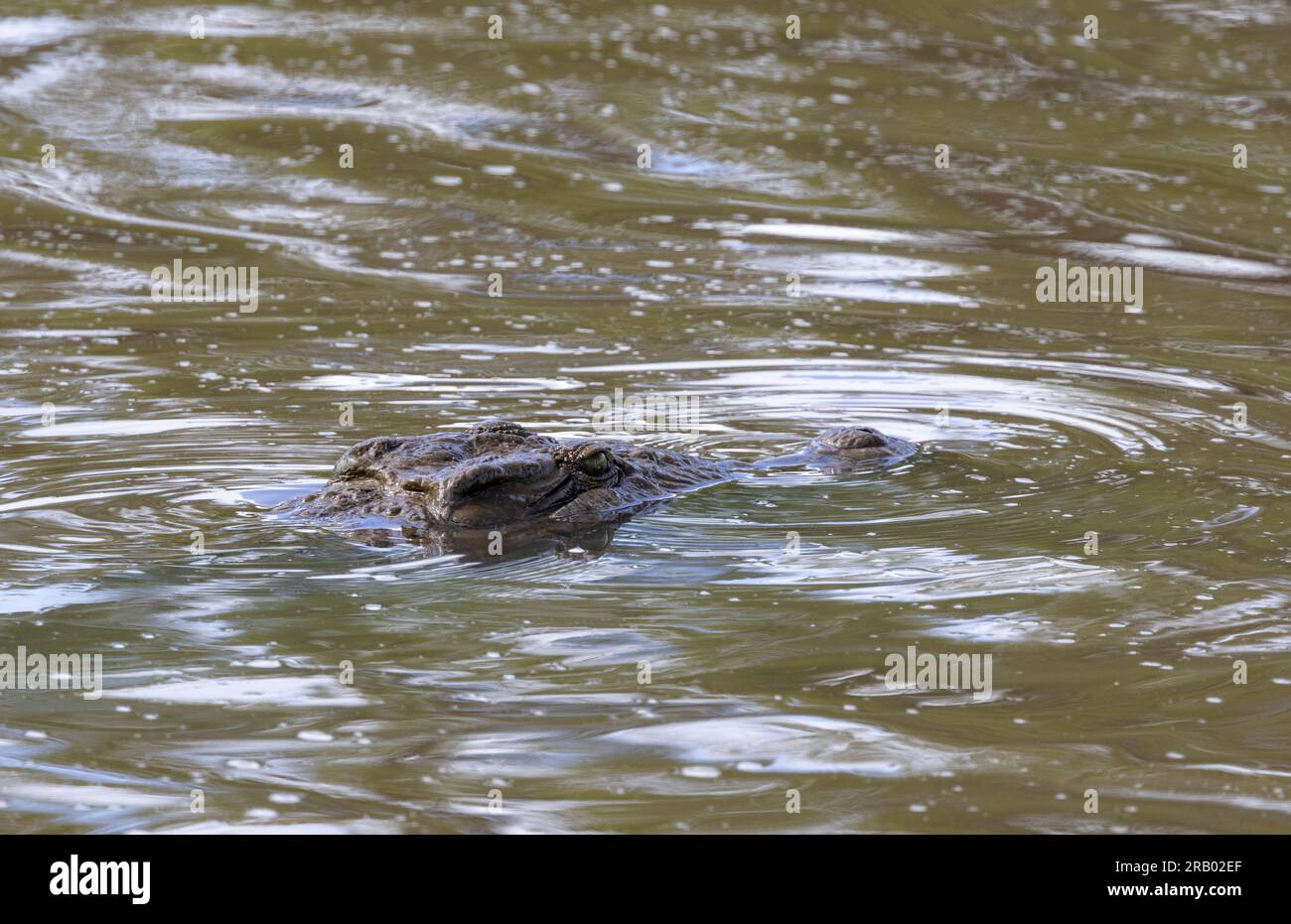 A large female Crocodile lurks close to the bank where many animals ...
