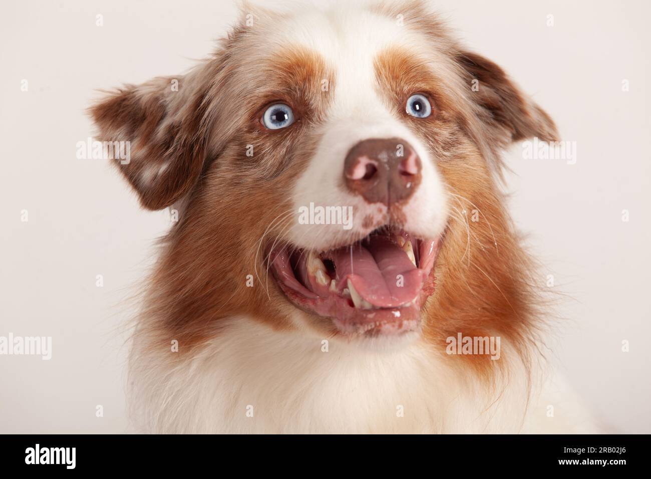 frontal portrait of an australian shepherd with blue eyes Stock Photo ...