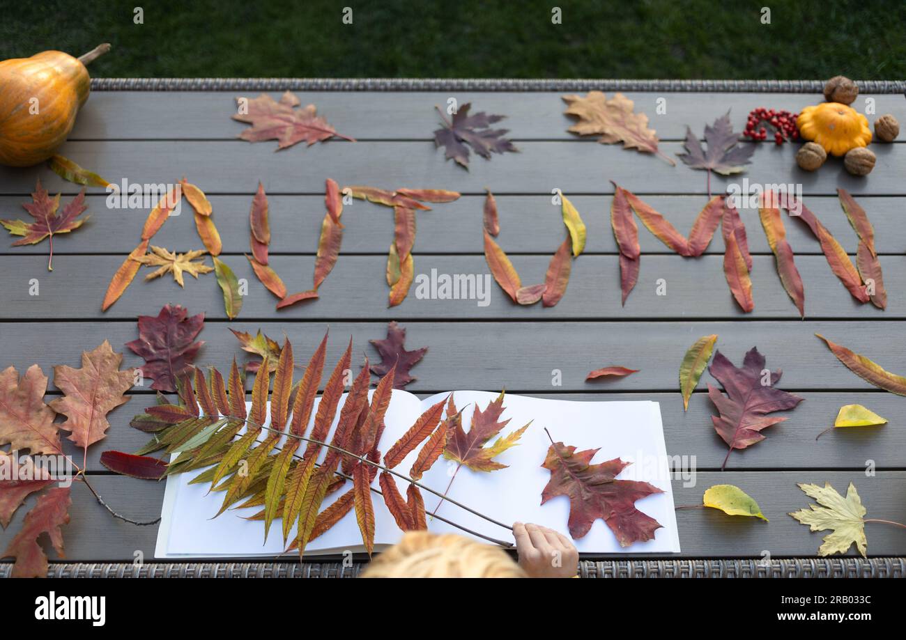 collection of fallen colorful multi-colored leaves from different trees laid out on the table in ...