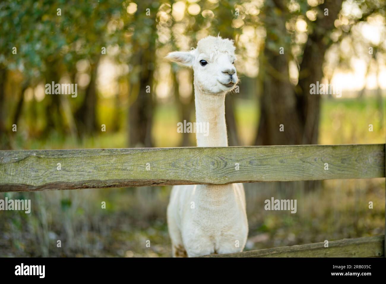 Lama family in zoo hi-res stock photography and images - Alamy