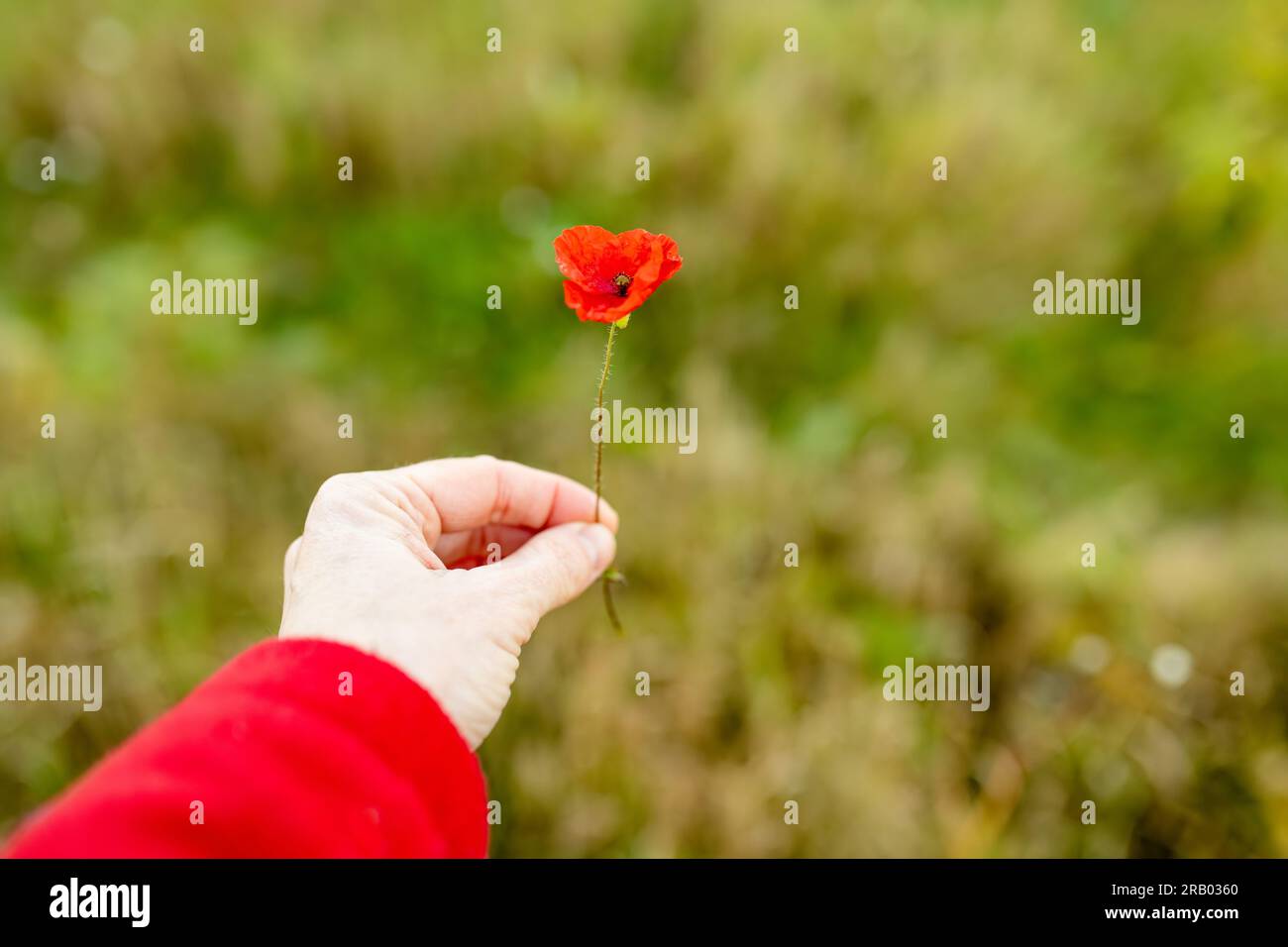 Small poppy hi-res stock photography and images - Alamy