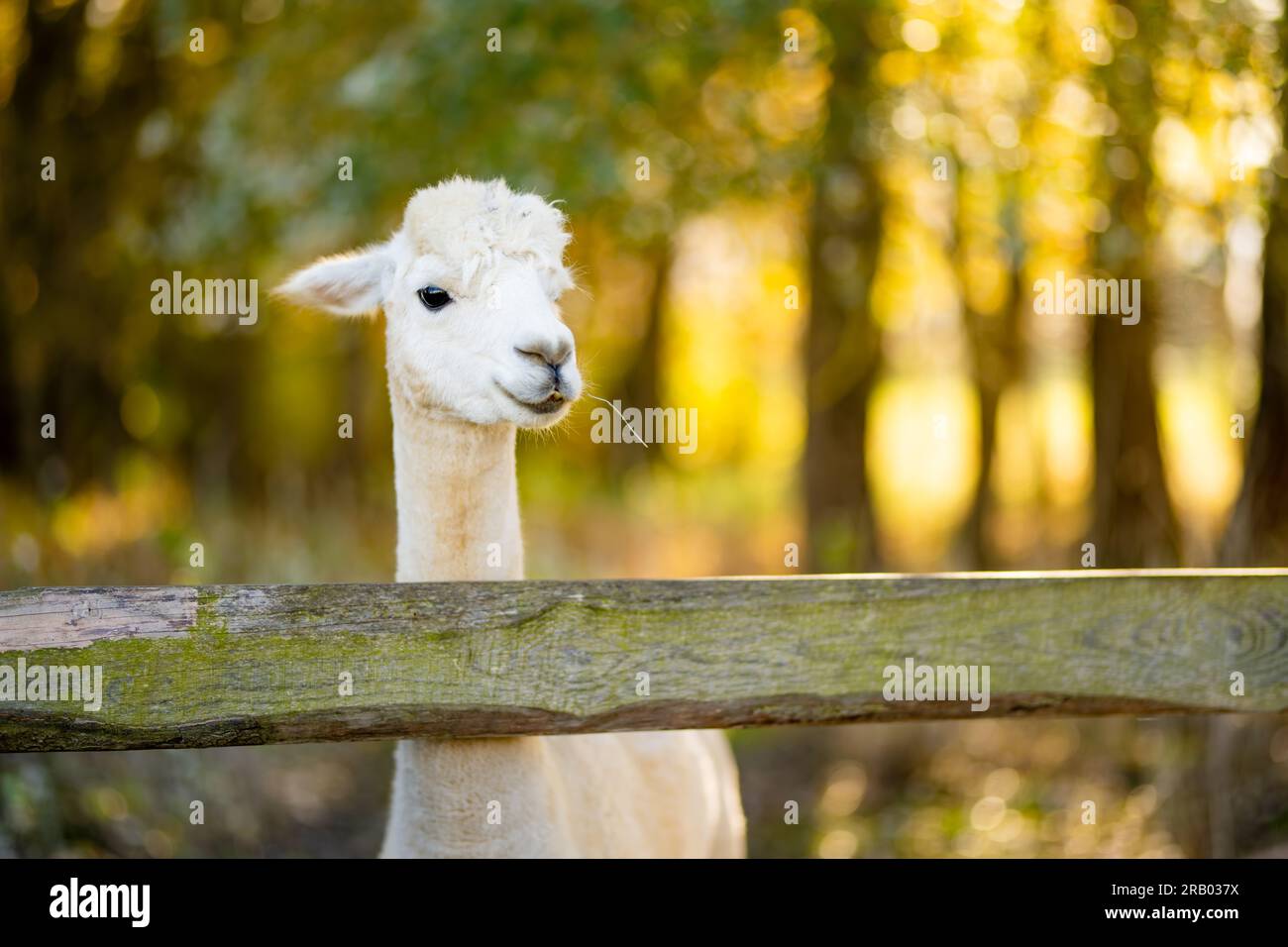 Cute llamas and alpacas on a farm. Watching animals in a zoo. Fun ...