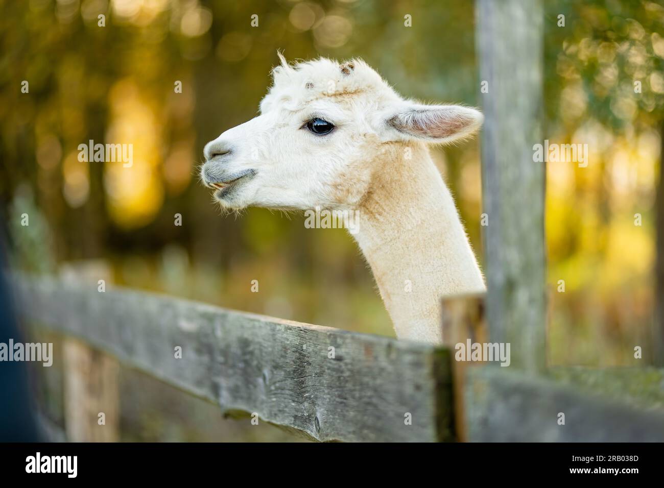 Cute llamas and alpacas on a farm. Watching animals in a zoo. Fun ...