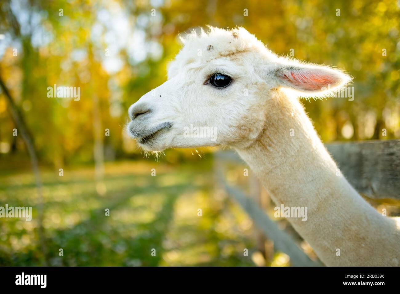 Cute llamas and alpacas on a farm. Watching animals in a zoo. Fun ...