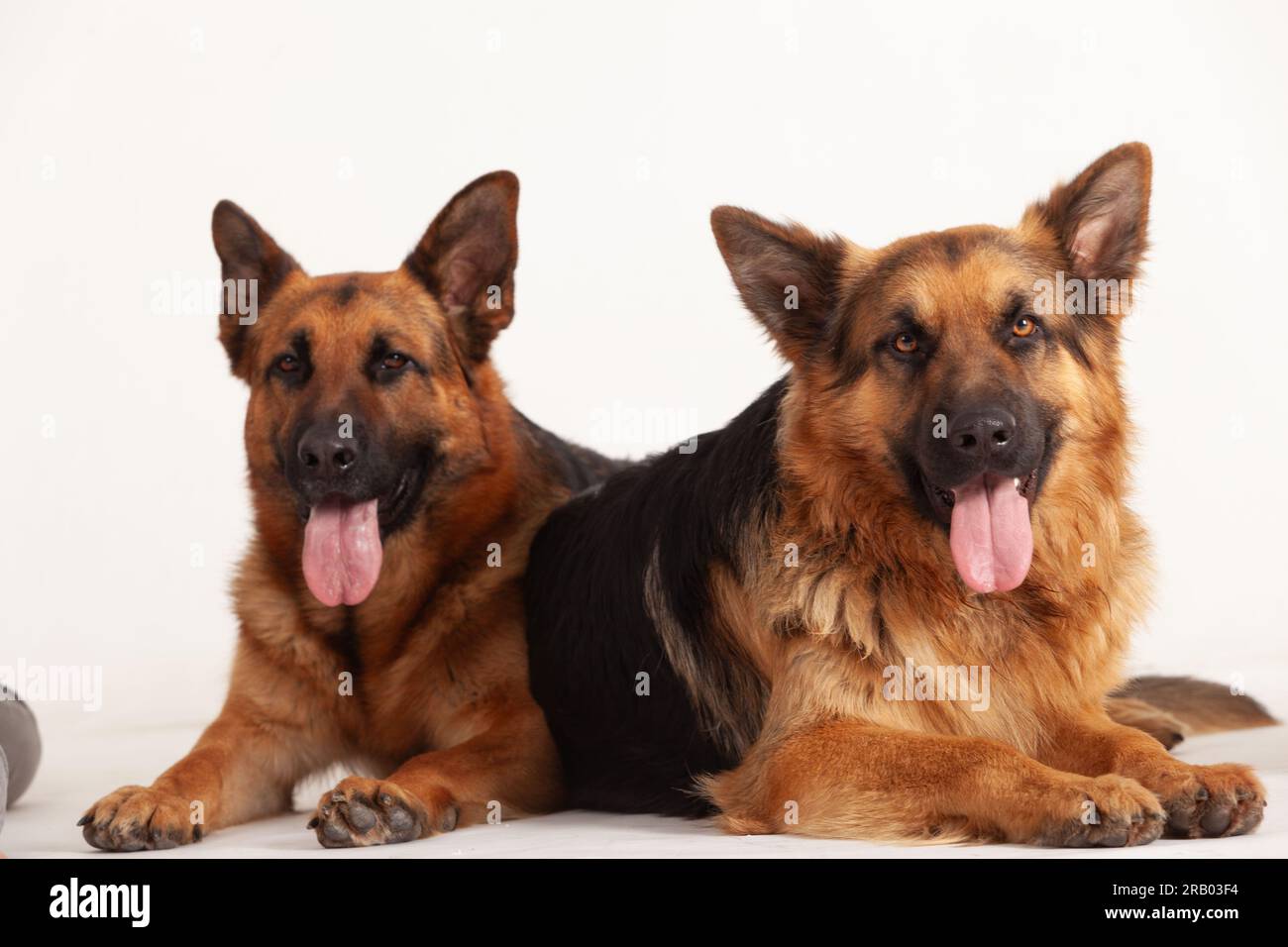 two german shepherds lying next to eachother Stock Photo - Alamy