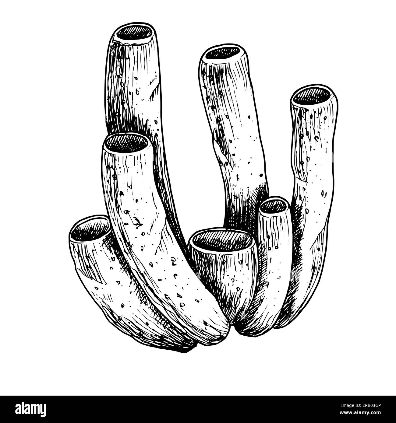 Sea Sponge Clipart Black And White