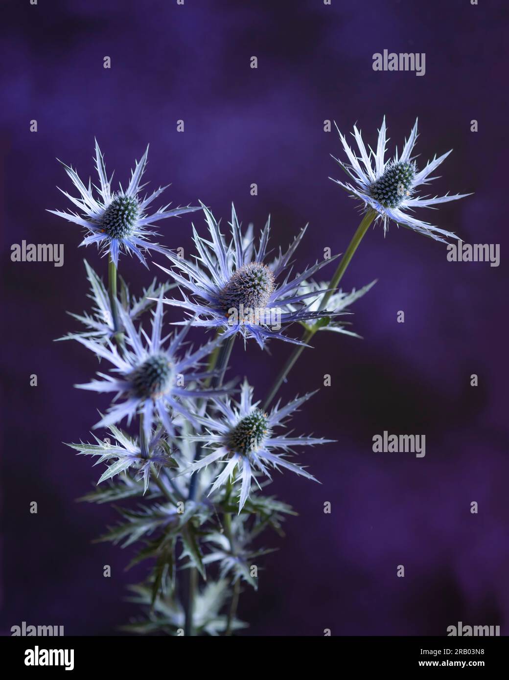 Blue Eryngium or Sea holly Stock Photo - Alamy
