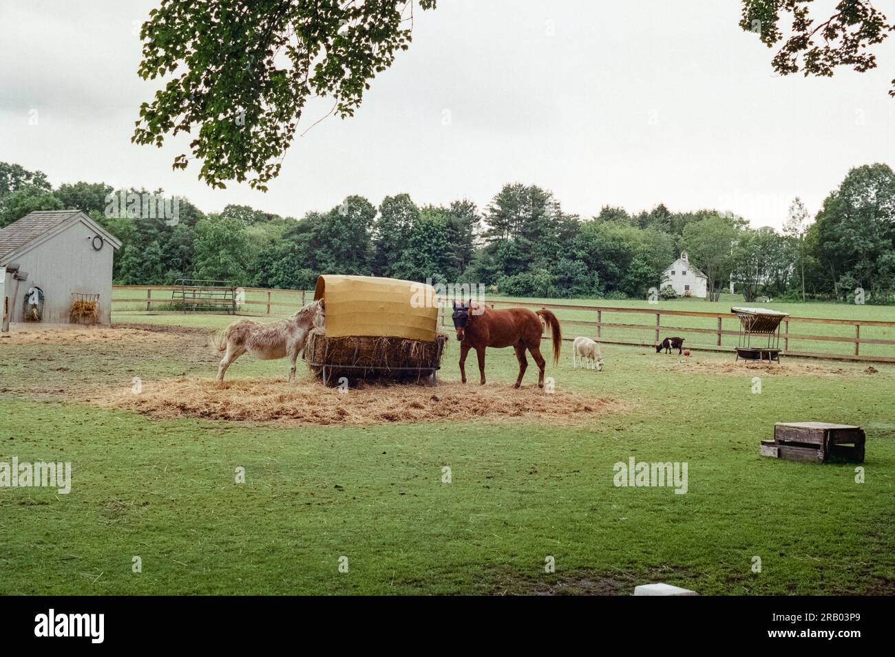 A horse and mule share bailed hay served from a bail feeder with roof ...
