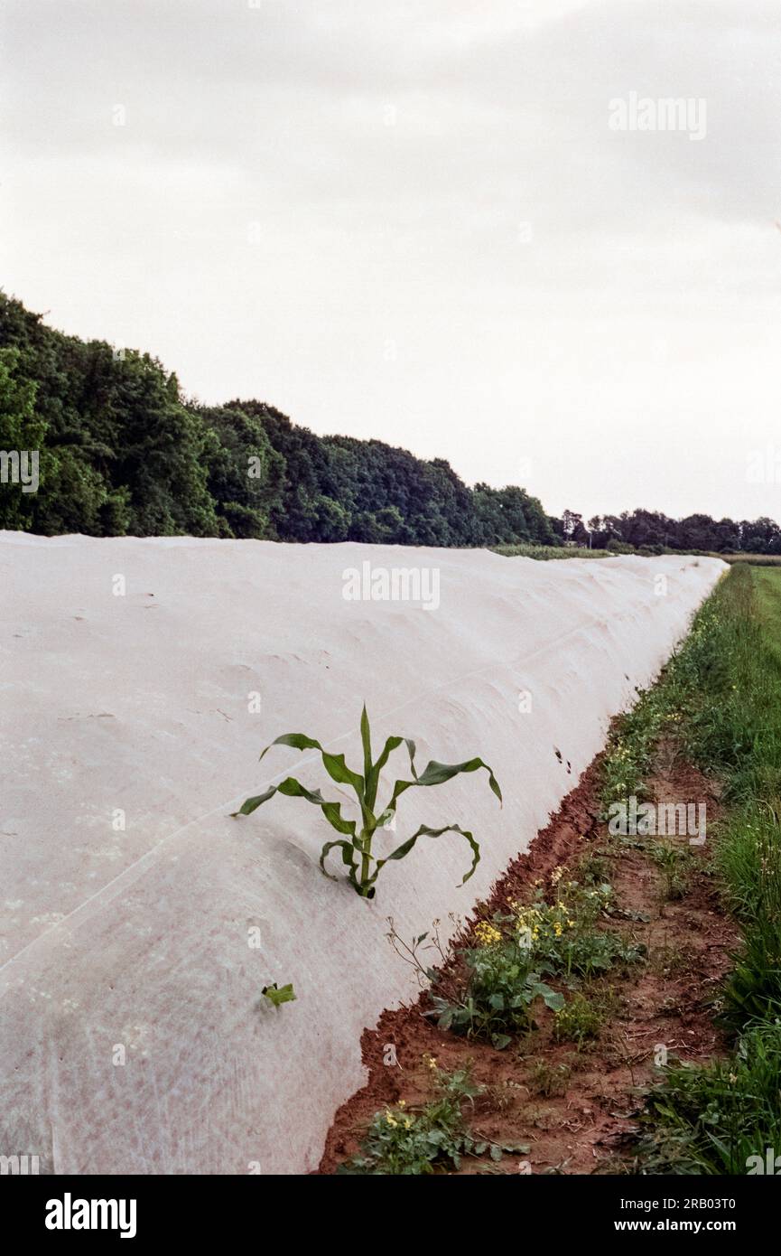 Rows of corn covered in white plastic sheets with a single stalk poking ...