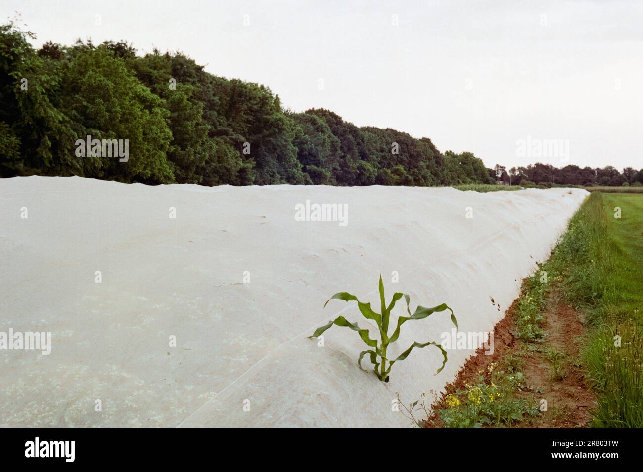 Rows of corn covered in white plastic sheets with a single stalk poking ...