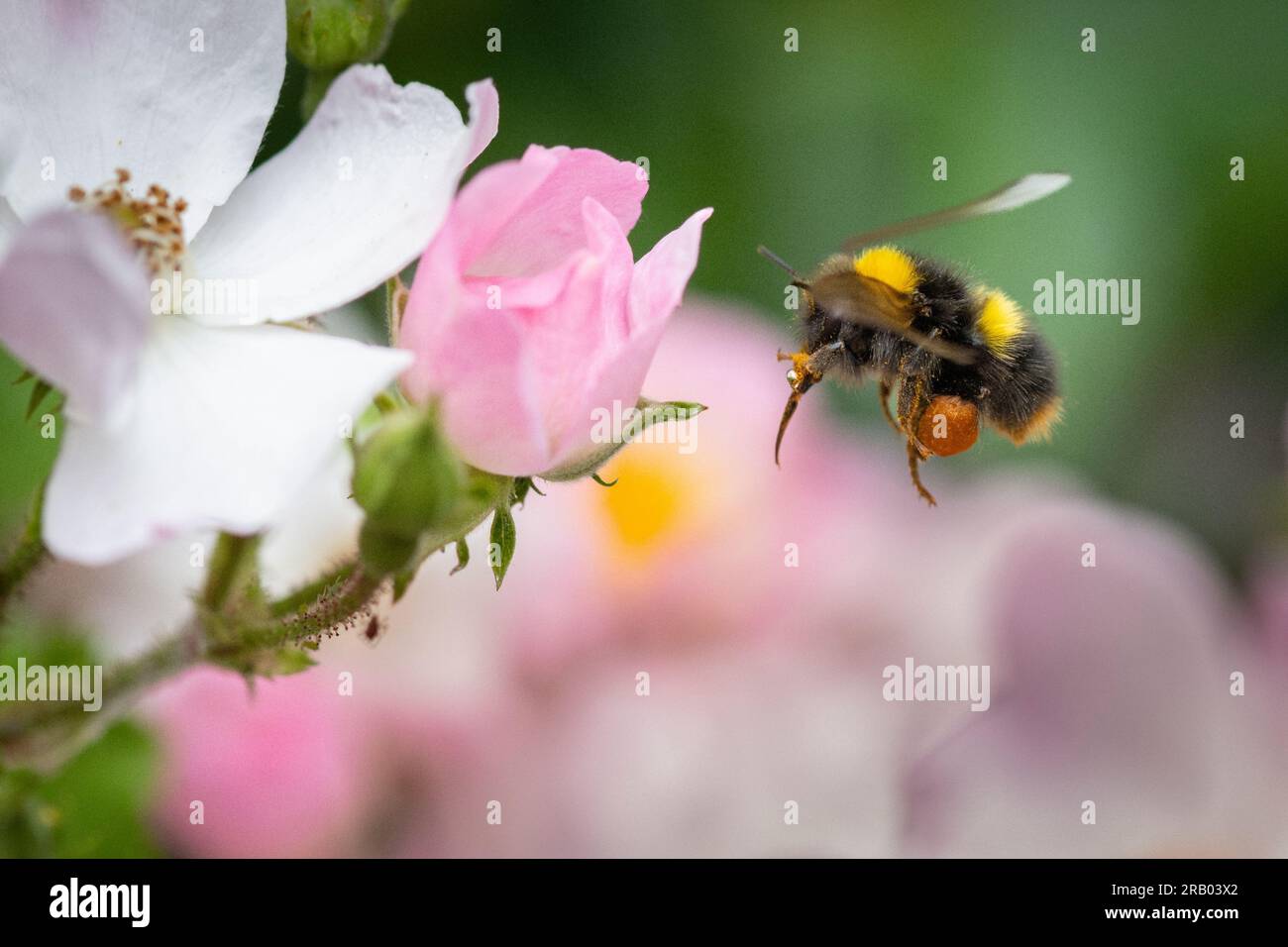 Uk bumble bee early spring hi-res stock photography and images - Alamy
