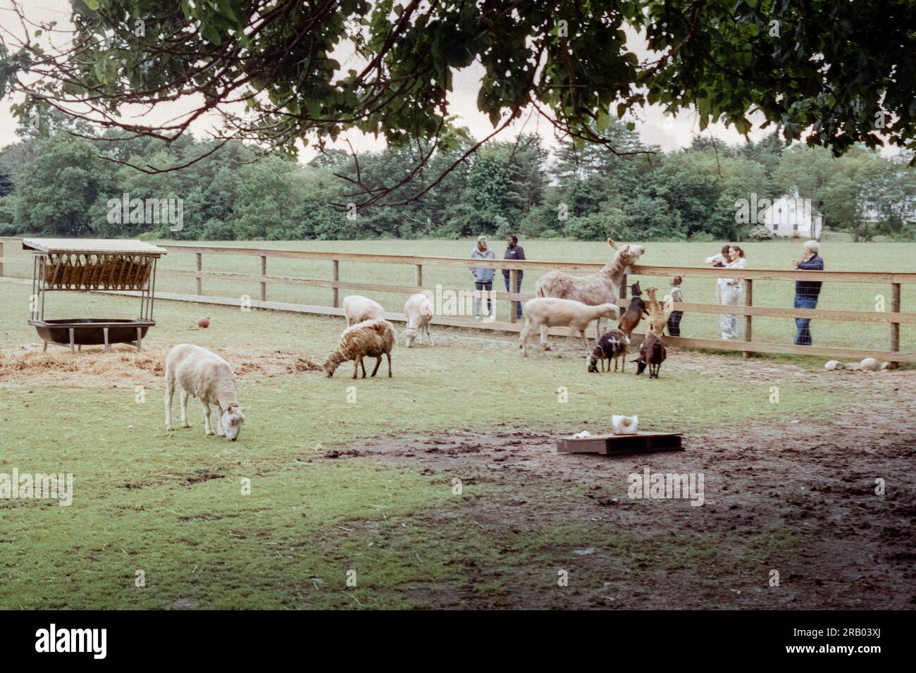 Newbury, Massachusetts - Mule, goats, and sheep feeding on grass and ...
