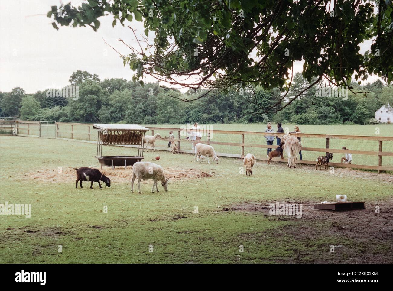 Newbury, Massachusetts - Mule, goats, and sheep feeding on grass and ...