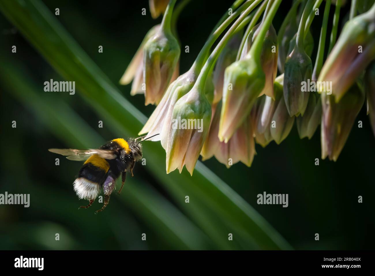 Bombus terrestris buff tailed bumblebee flying flower hi-res stock ...