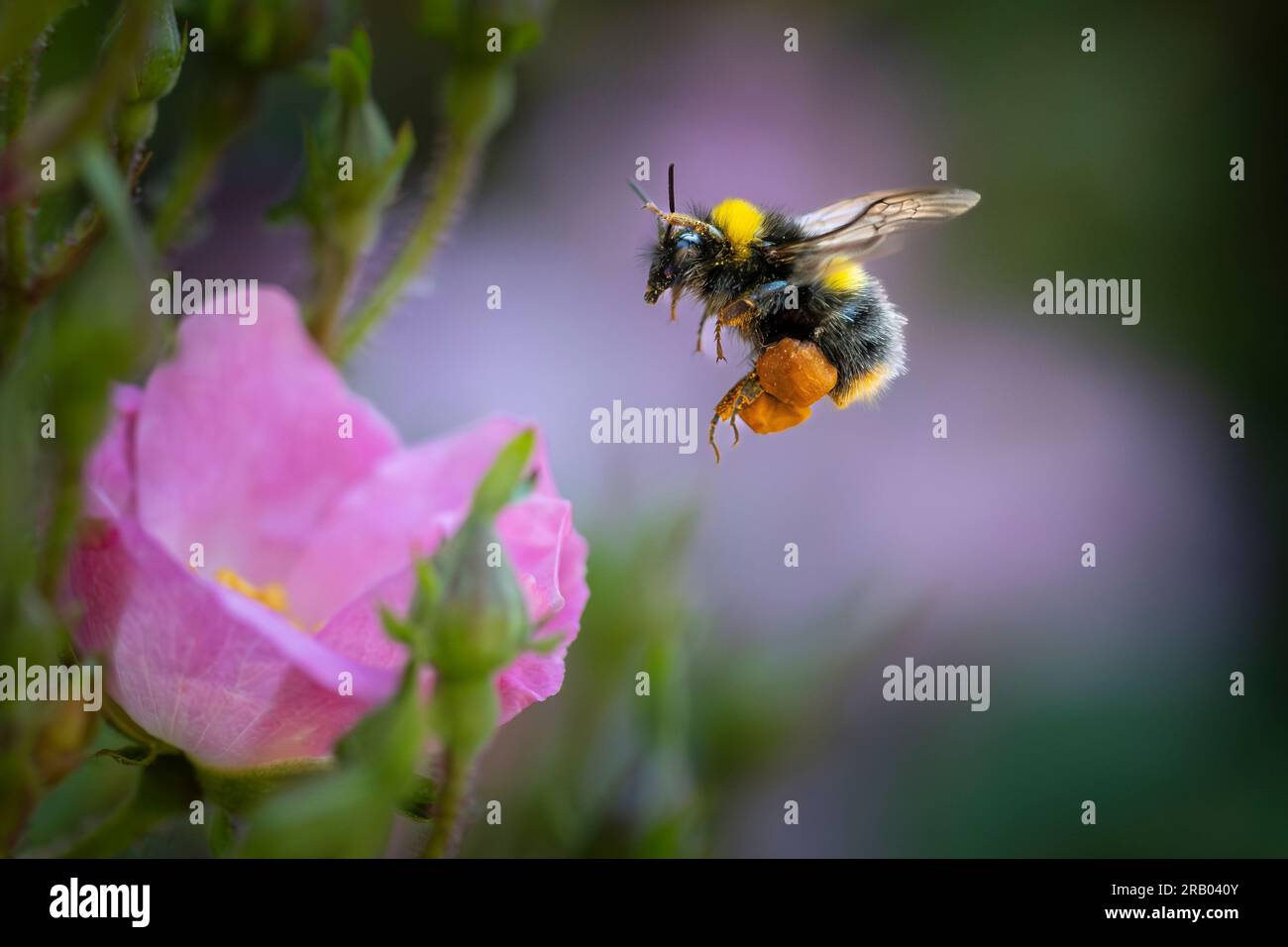 A flying bumble bee loaded with Pollen probably an Early Bumble Bee ...