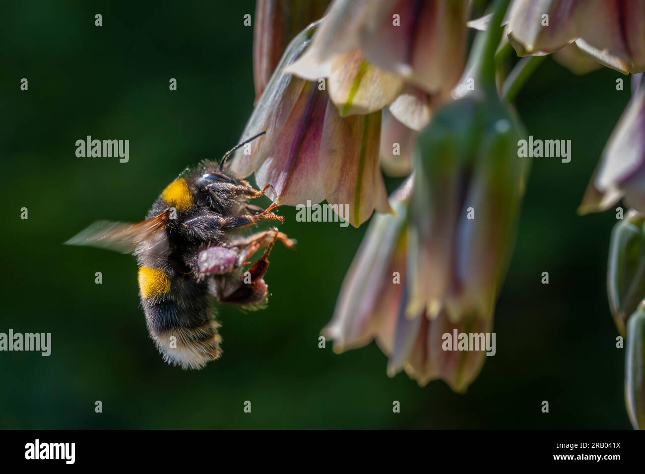 A Buff-tailed bumblebee Bombus terrestris flying towards a flower Stock ...